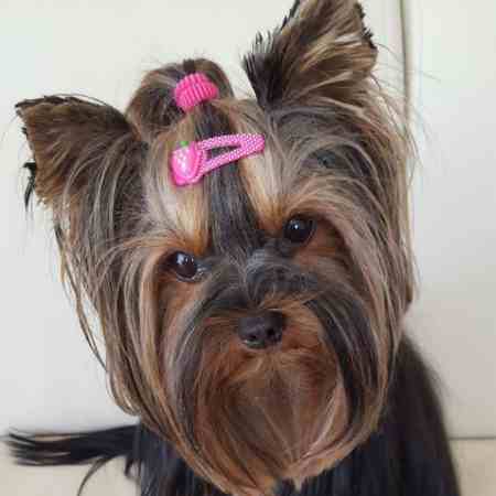 Yorkie Sizes and Standards – Yorkie Life