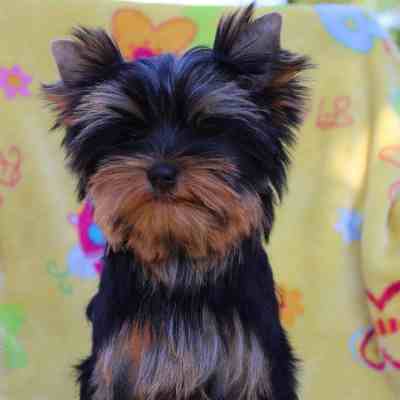 Yorkie Sizes and Standards – Yorkie Life