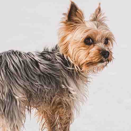 Allergies – Yorkie Life