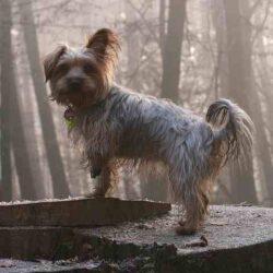 Yorkie Sizes and Standards – Yorkie Life