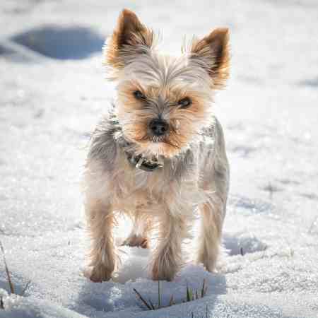 Behaviour – Yorkie Life