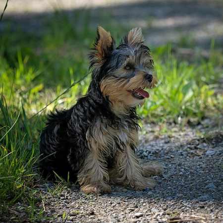 Yorkie Sizes and Standards – Yorkie Life