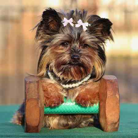Fun Indoor Games to Play With Your Yorkie – Yorkie Life