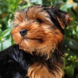 Yorkie Sizes and Standards – Yorkie Life