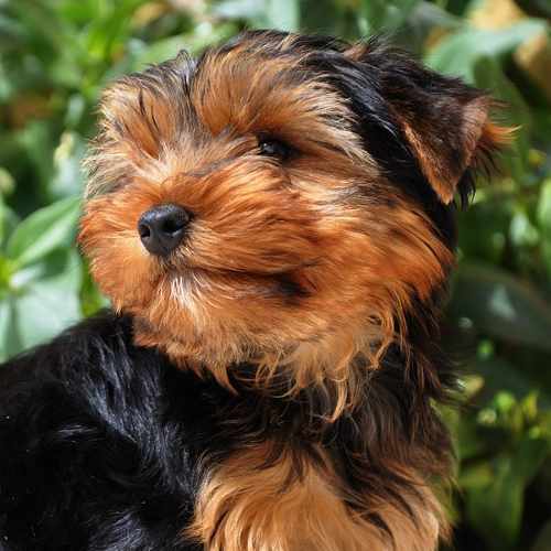 Yorkie Sizes and Standards – Yorkie Life